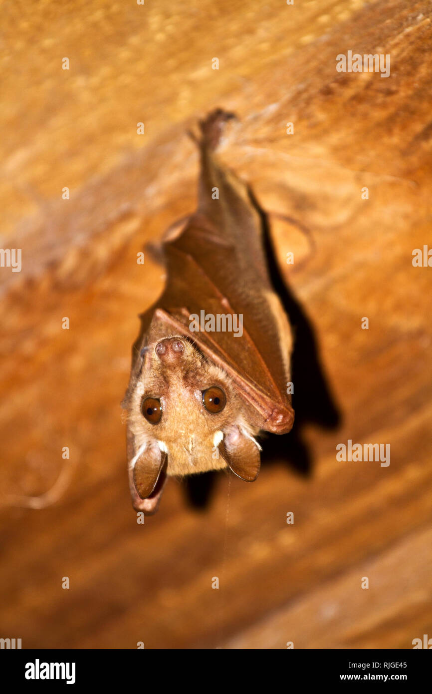 The Wahlberg's Epauletted Fruit Bat is one of the smaller mambers of ...
