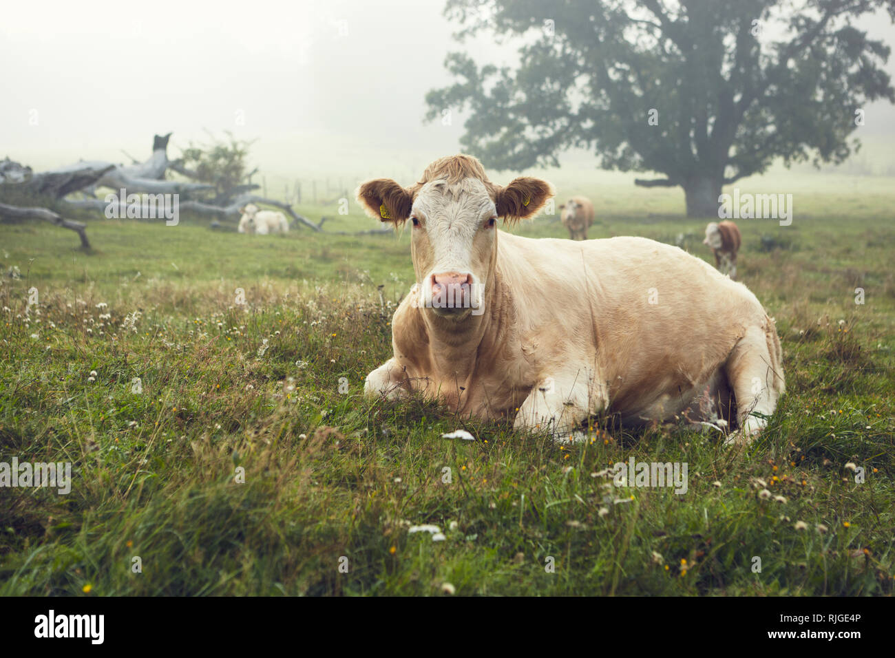 Pasture scene hi-res stock photography and images - Alamy