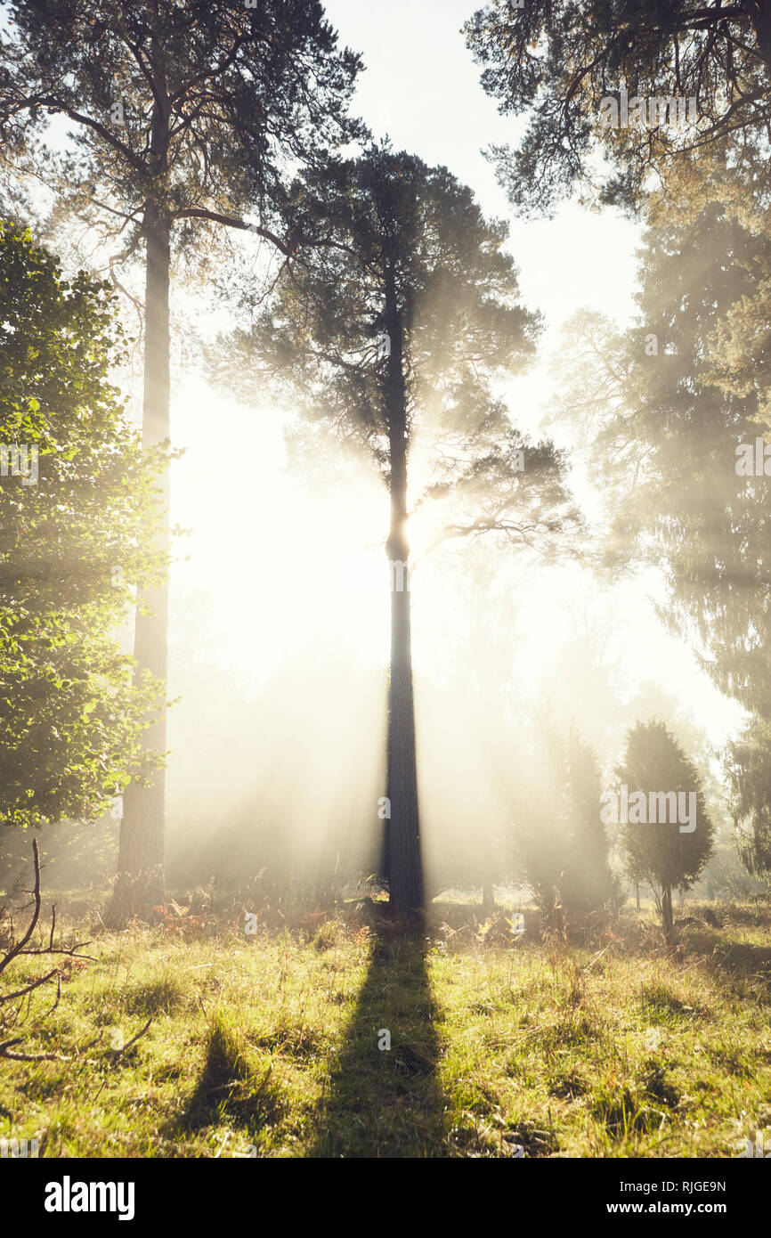 Shining back light hi-res stock photography and images - Alamy