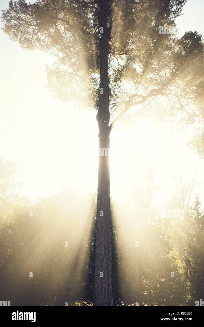 Sun shining through tree Stock Photo - Alamy