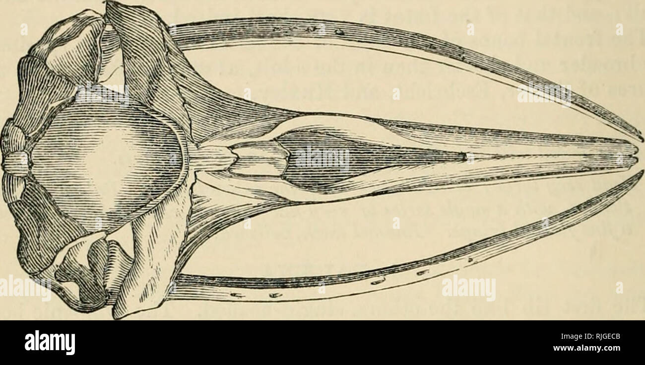 Oblong bone hi-res stock photography and images - Alamy
