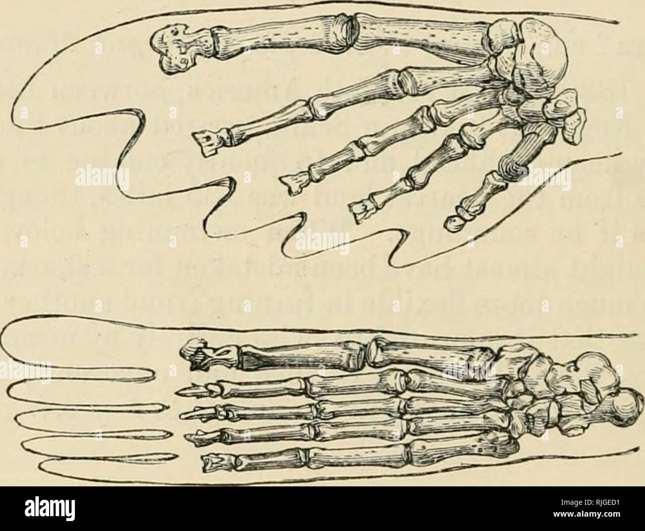 Membranes between toes hi-res stock photography and images - Alamy