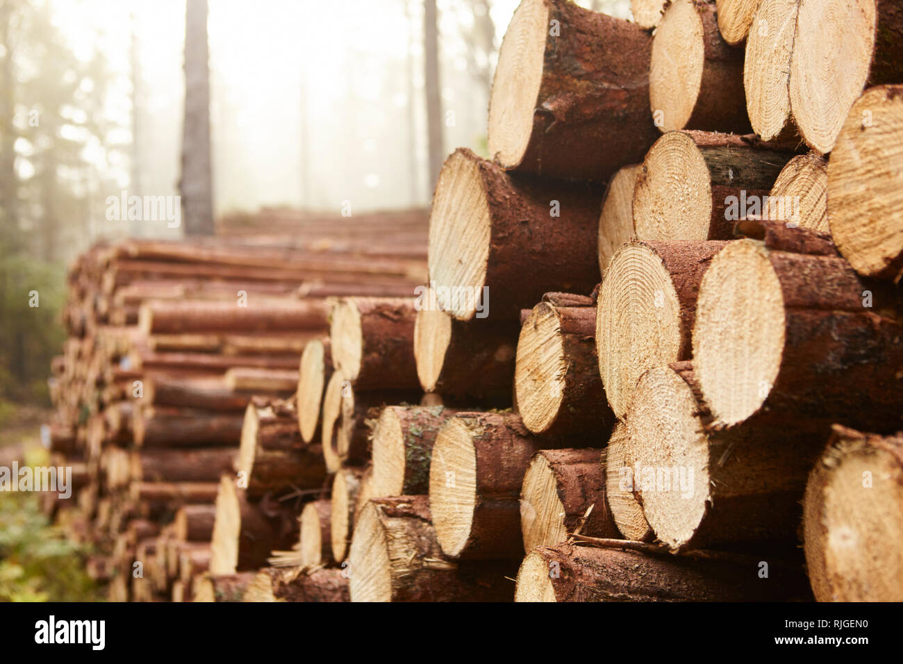 Timber forest hi-res stock photography and images - Alamy