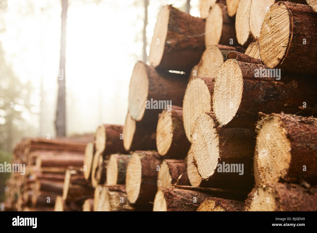 Timber forest hi-res stock photography and images - Alamy