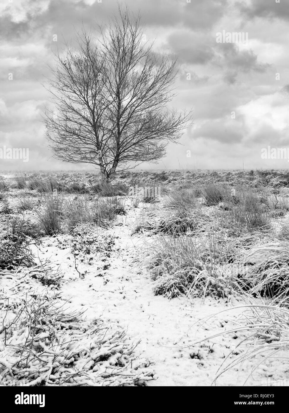 Winter scene with bald tree in snow covered heath-land, Regte Heide ...