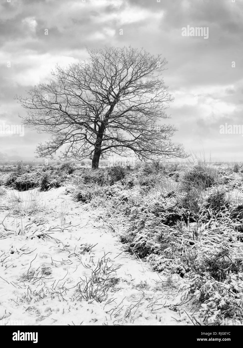 Winter scene with bald tree in snow covered heath-land, Regte Heide ...