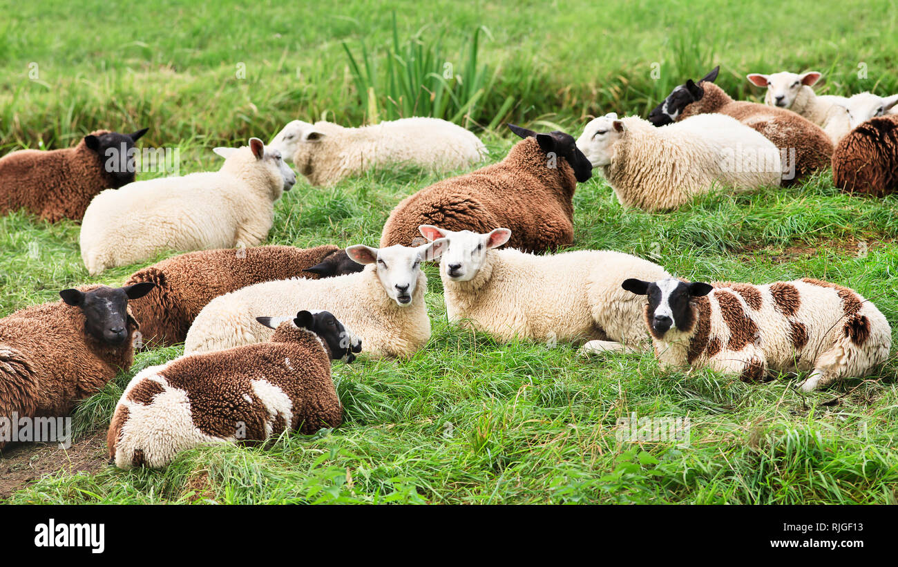 Flock of sheep lying in a green meadow Stock Photo - Alamy