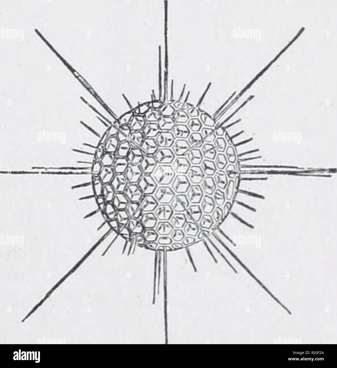 . Beginners zoology. Zoology. in a mass at the inner end of the gullet ...