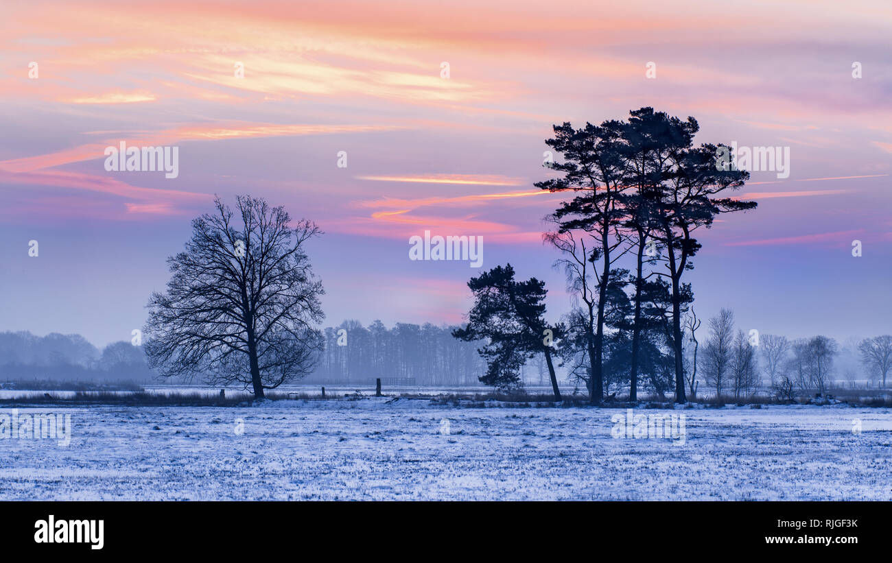Winter scene, snow covered wetland and beautiful shaped trees at ...