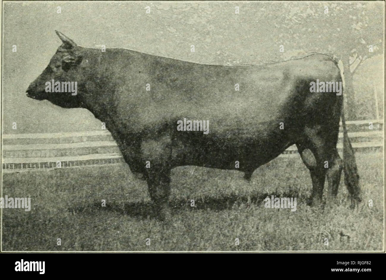 24 cows at a time hi-res stock photography and images - Alamy