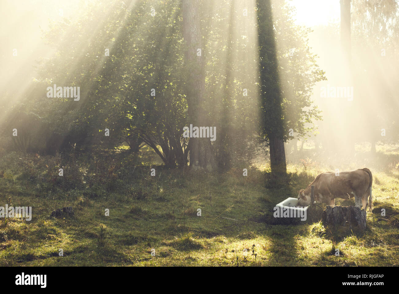 Cow under trees Stock Photo - Alamy