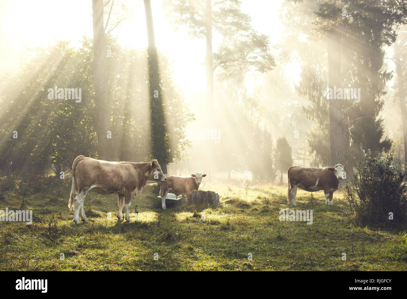 Cows under trees hi-res stock photography and images - Alamy