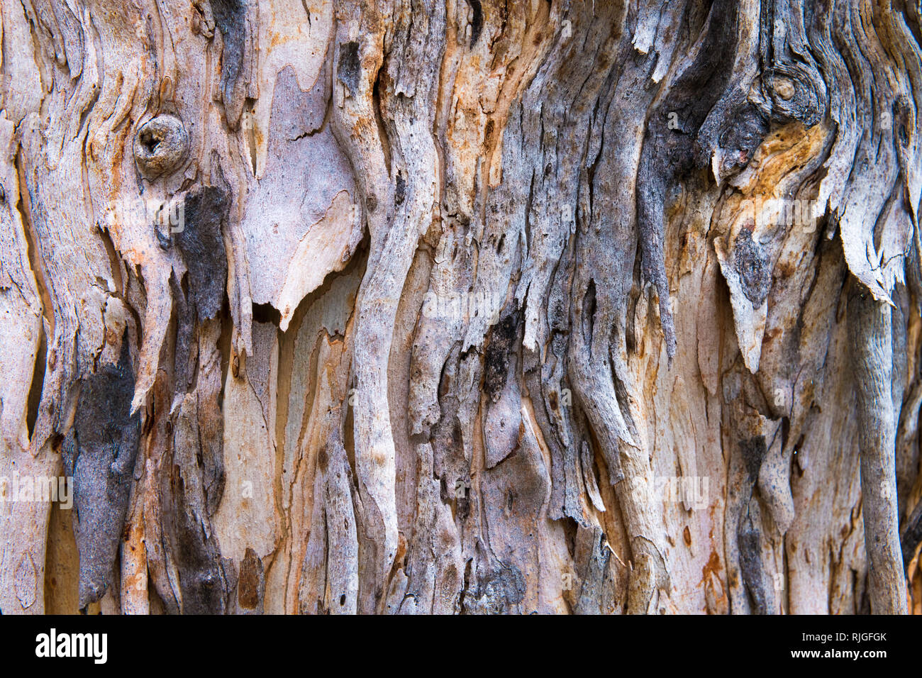Eucalyptus tree bark texture, colourful natural abstract pattern Stock ...
