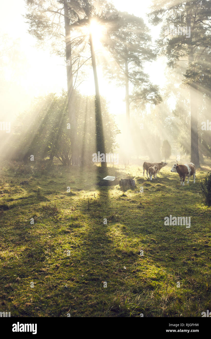 Cows under trees hi-res stock photography and images - Alamy