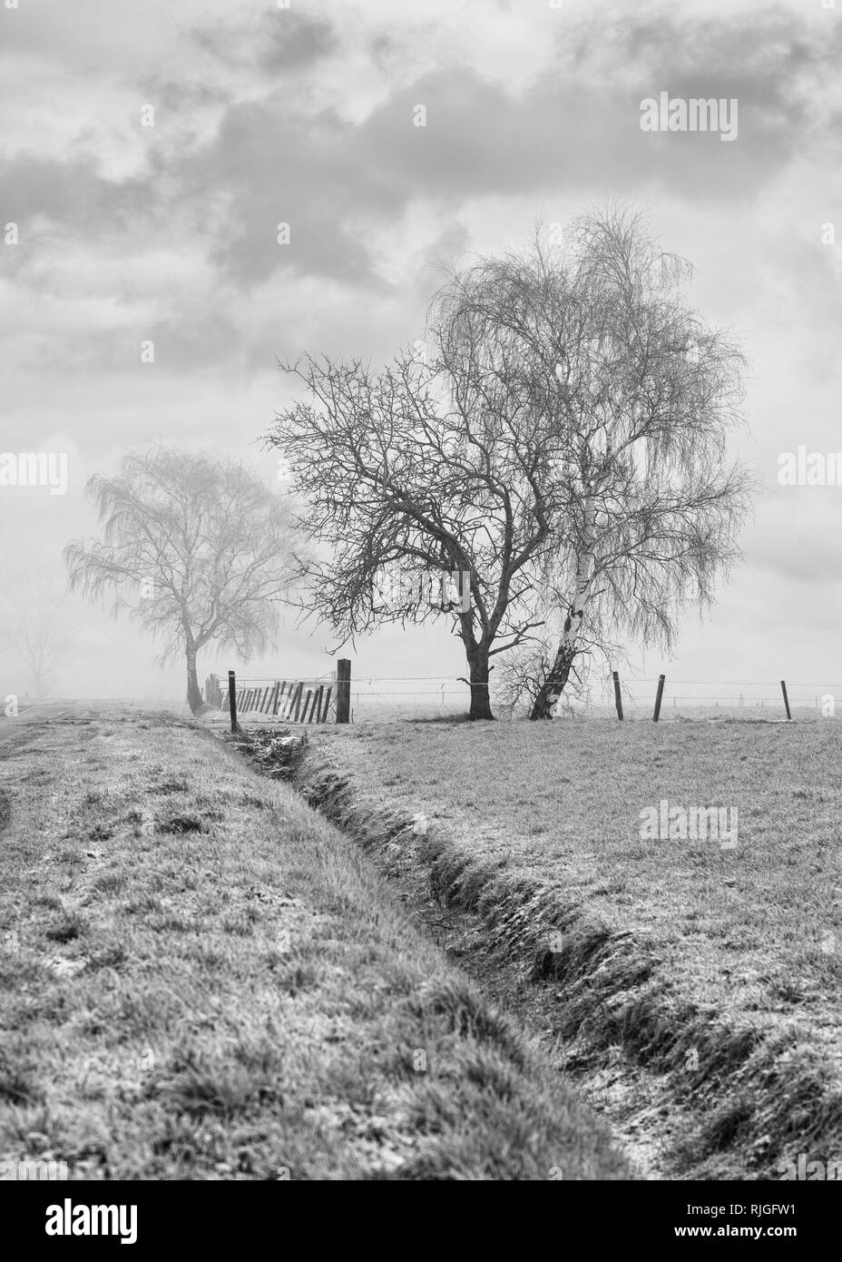 Misty agricultural scenery with beautiful shaped trees and ditch in a ...