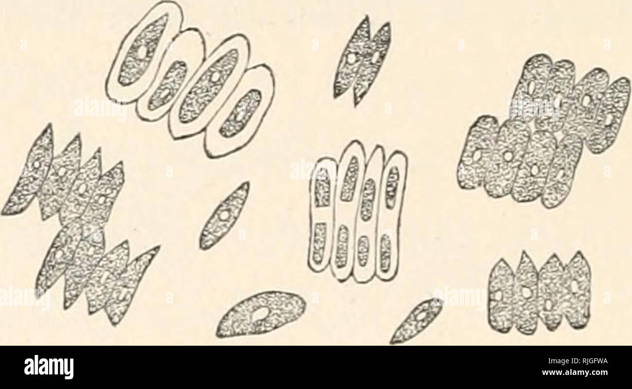 Acicular prismatic crystals hi-res stock photography and images - Alamy