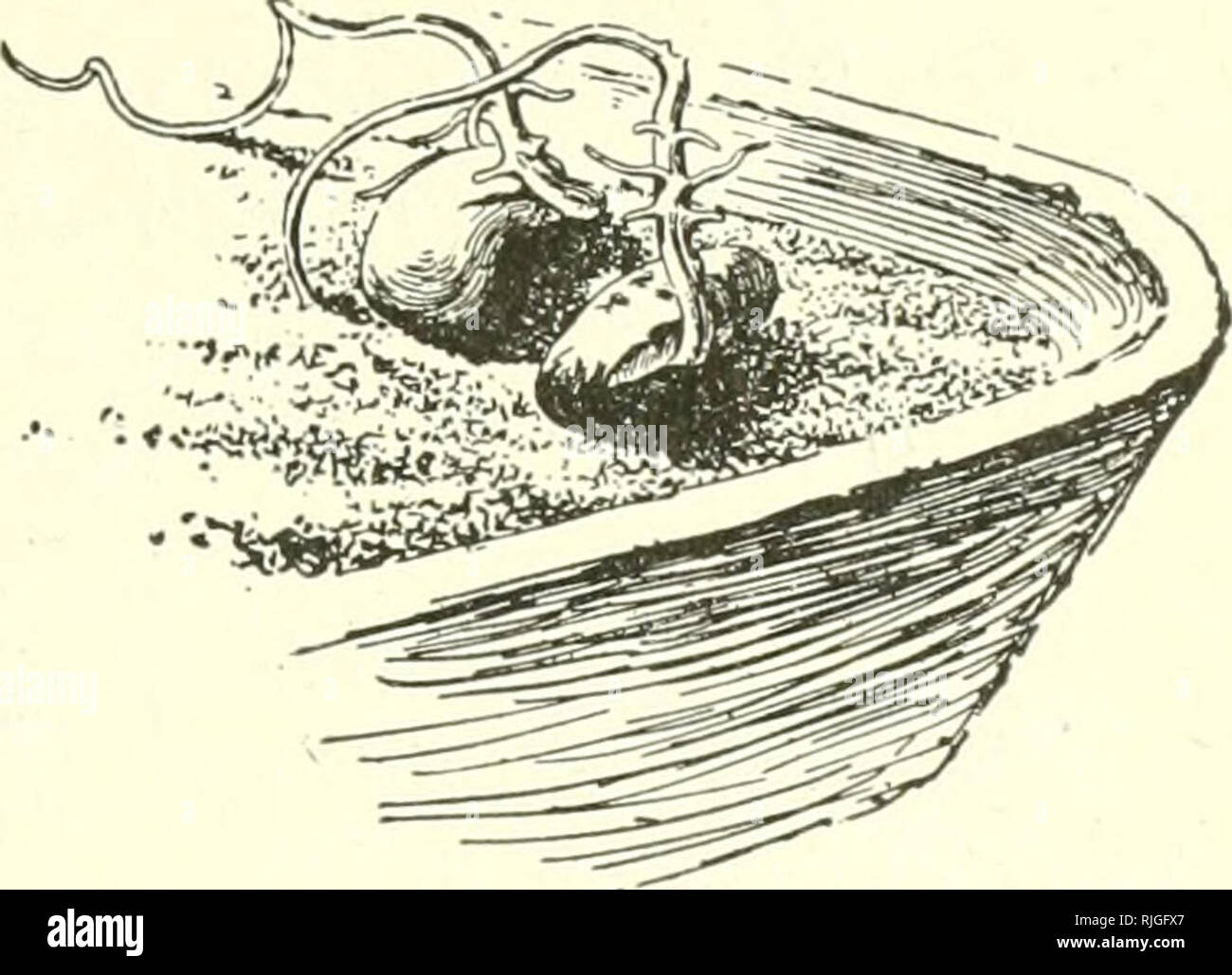 Epigeal germination hi-res stock photography and images - Alamy