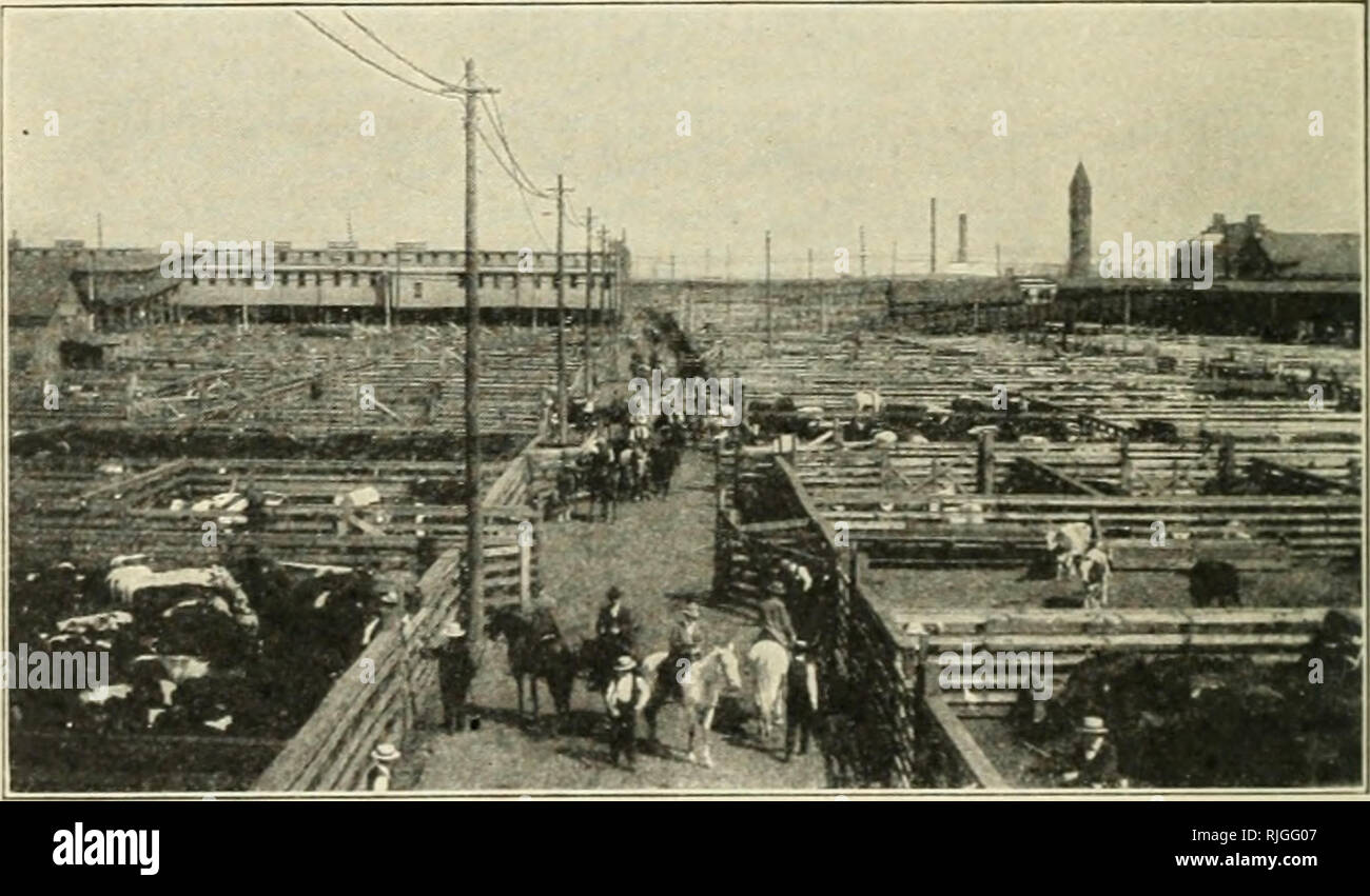 . Beginnings in animal husbandry. Livestock; Poultry. 14 BEGINNINGS IN ...