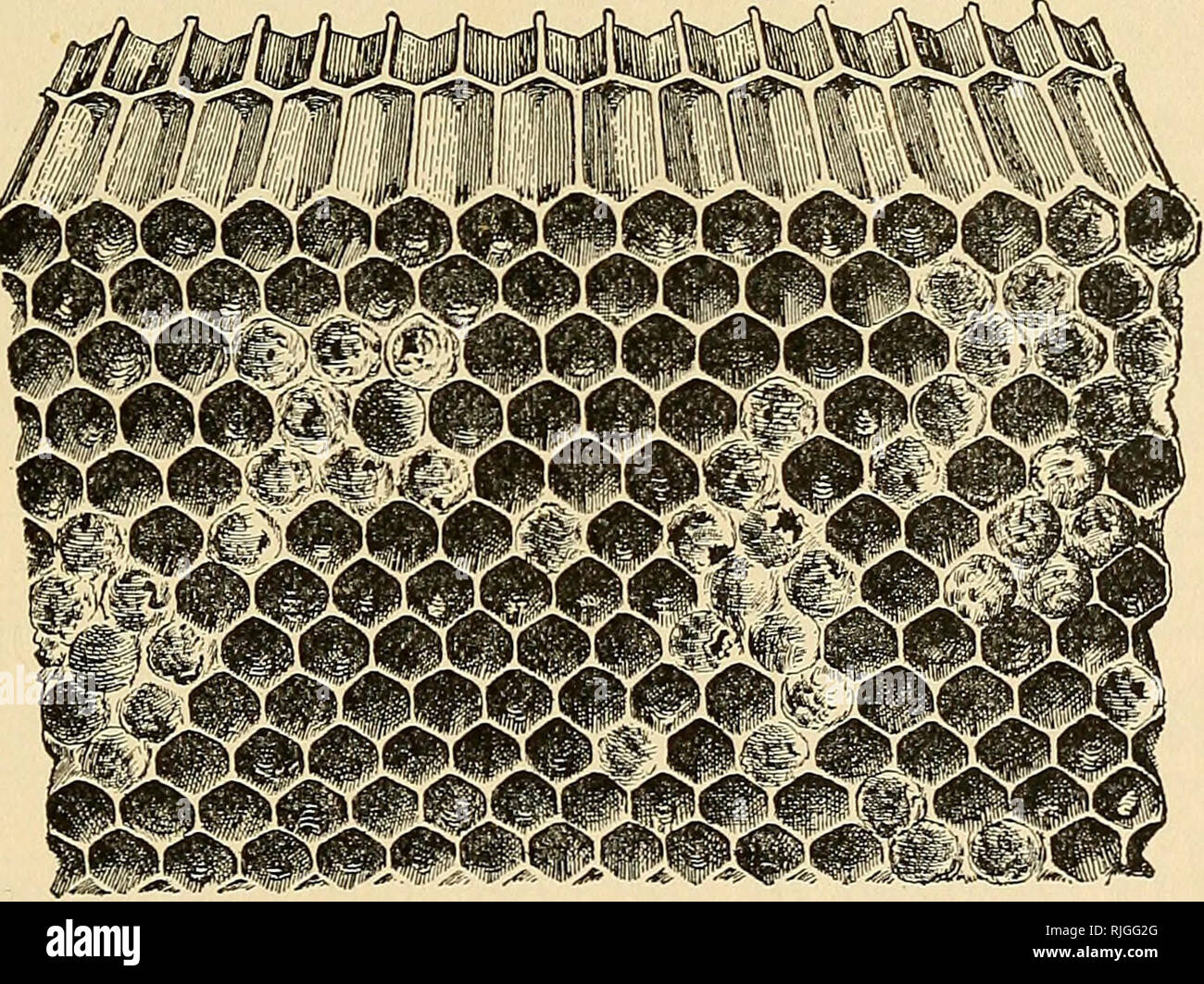 Ropiness hi-res stock photography and images - Alamy