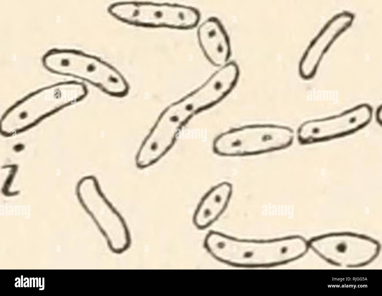 . The beginnings of life: being some account of the nature, modes of ...