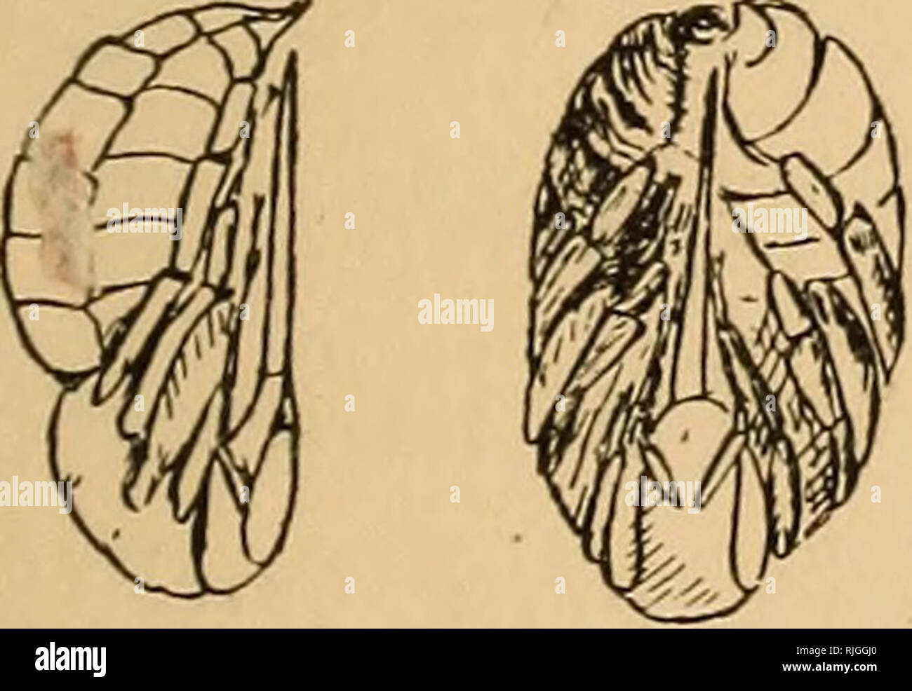 Bumble bee pictures hi-res stock photography and images - Alamy