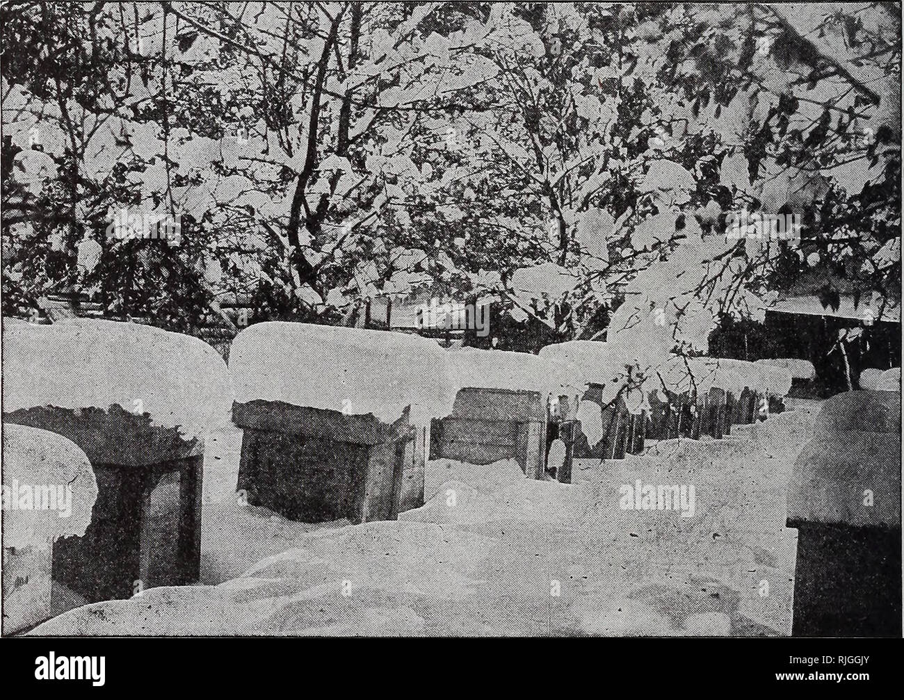 Hives under the snow hi-res stock photography and images - Alamy
