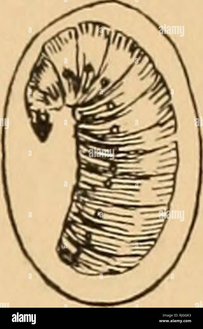 Bumble bee pictures hi-res stock photography and images - Alamy