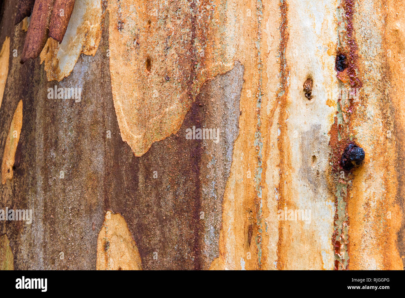 Eucalyptus tree bark texture, colourful natural abstract pattern Stock ...