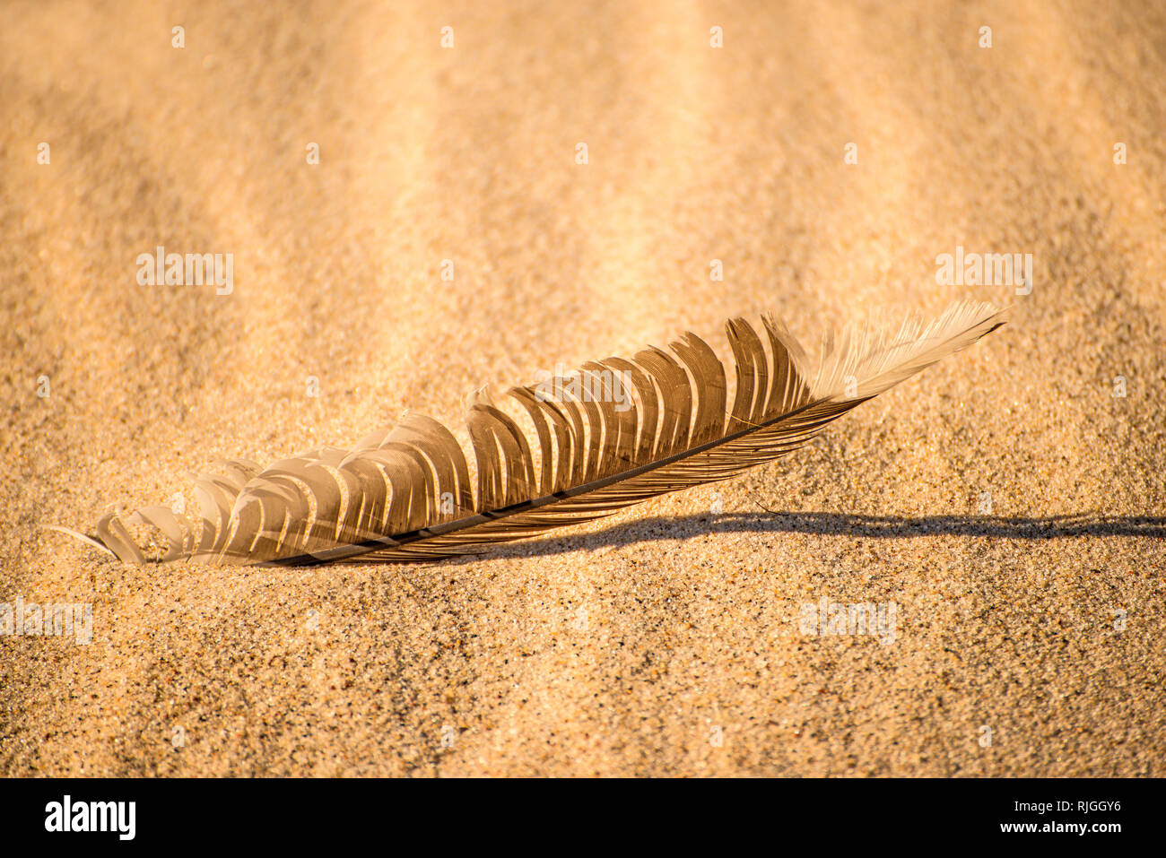 feather on a beach Stock Photo - Alamy