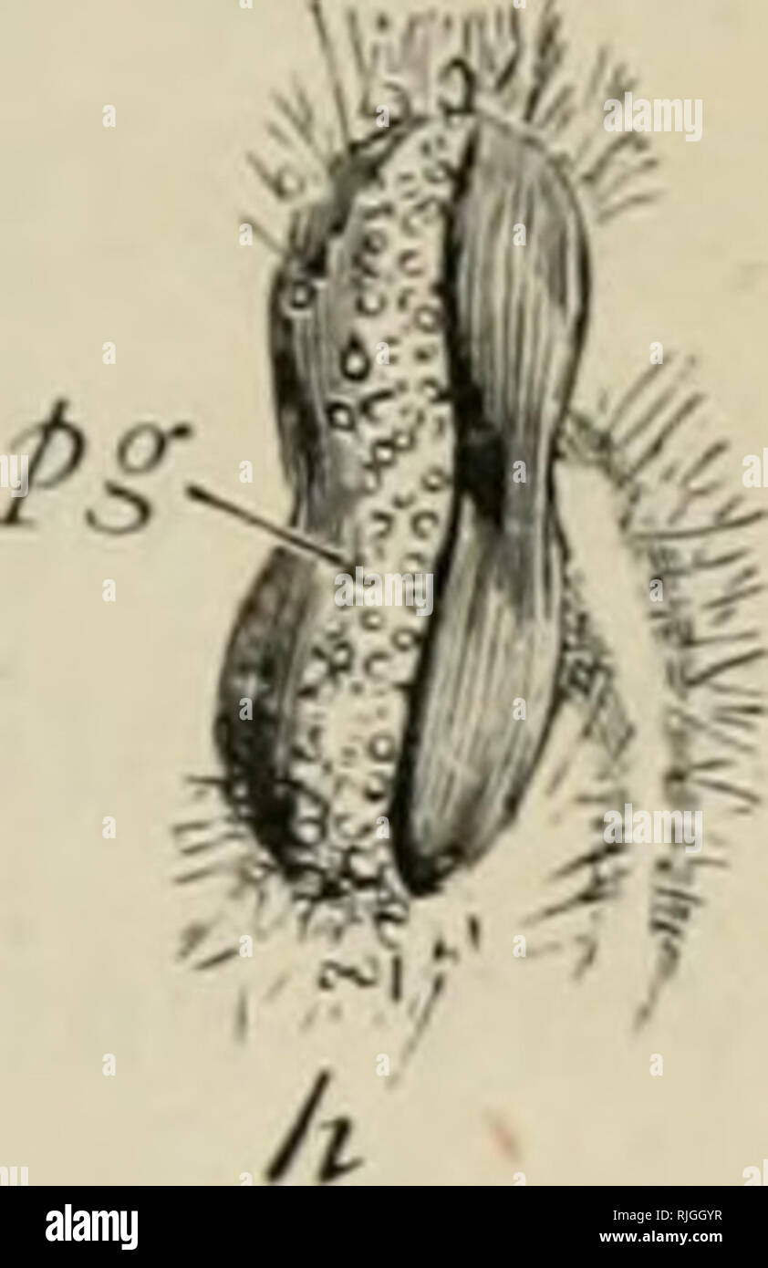 . Bees & bee-keeping; scientific and practical. A complete treatise on ...