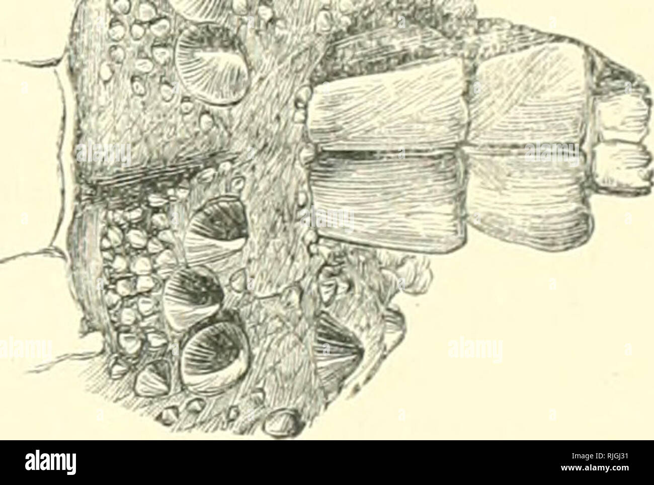 Continuous bone shield hi-res stock photography and images - Alamy