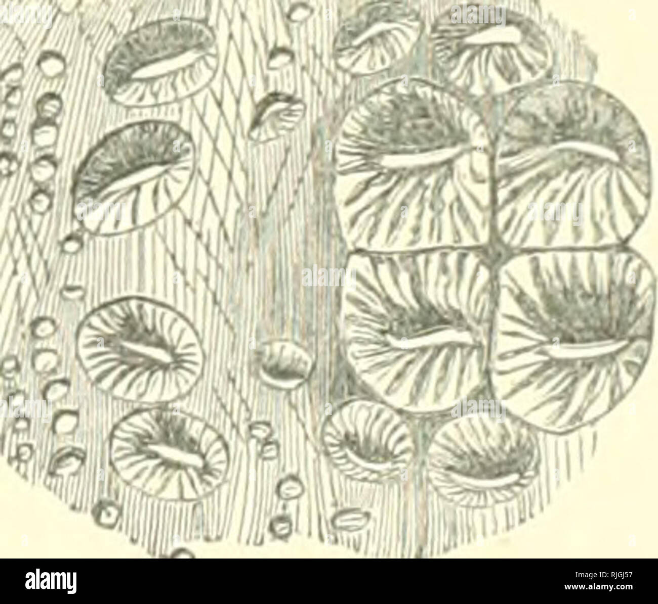 Cervical shield hi-res stock photography and images - Alamy