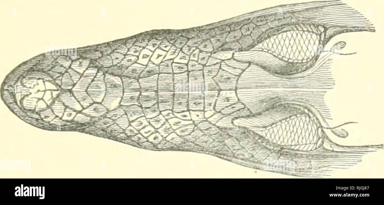 Intermaxillary bone hi-res stock photography and images - Alamy