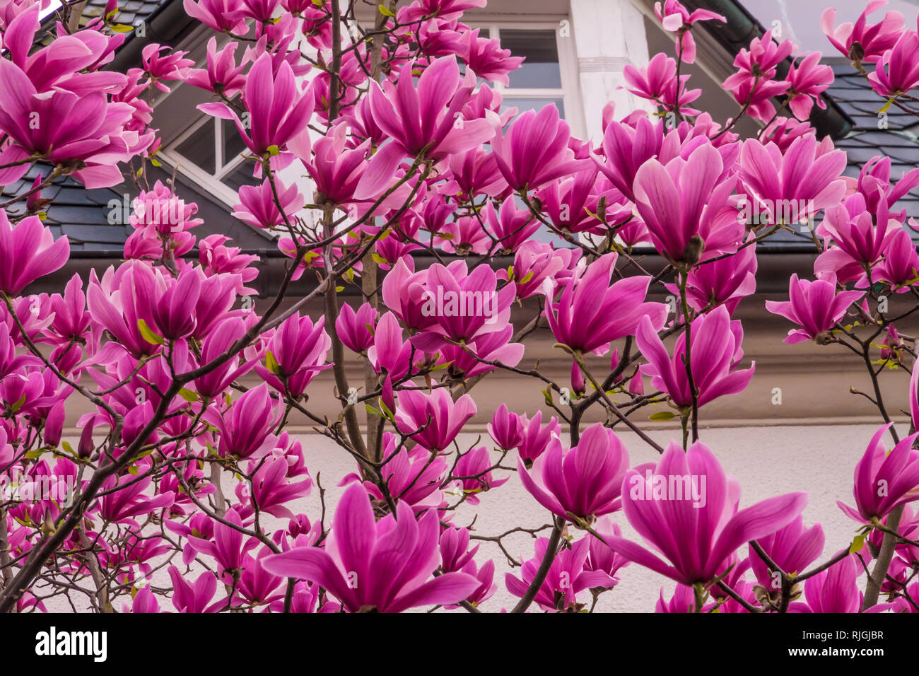 Magnolia flowers pink blooming hi-res stock photography and images - Alamy