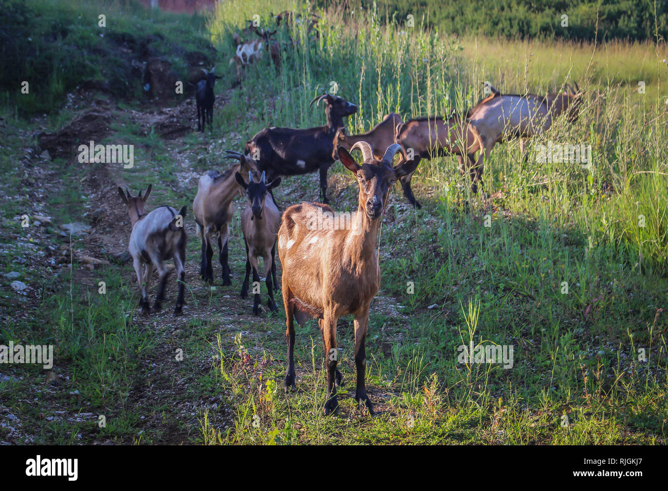Mammals of kosovo hi-res stock photography and images - Alamy