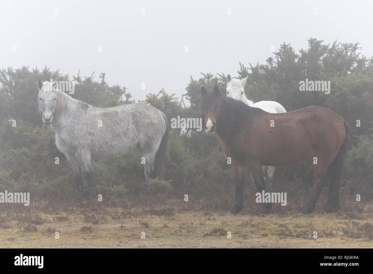 The New Forest pony is one of the recognised mountain and moorland or ...