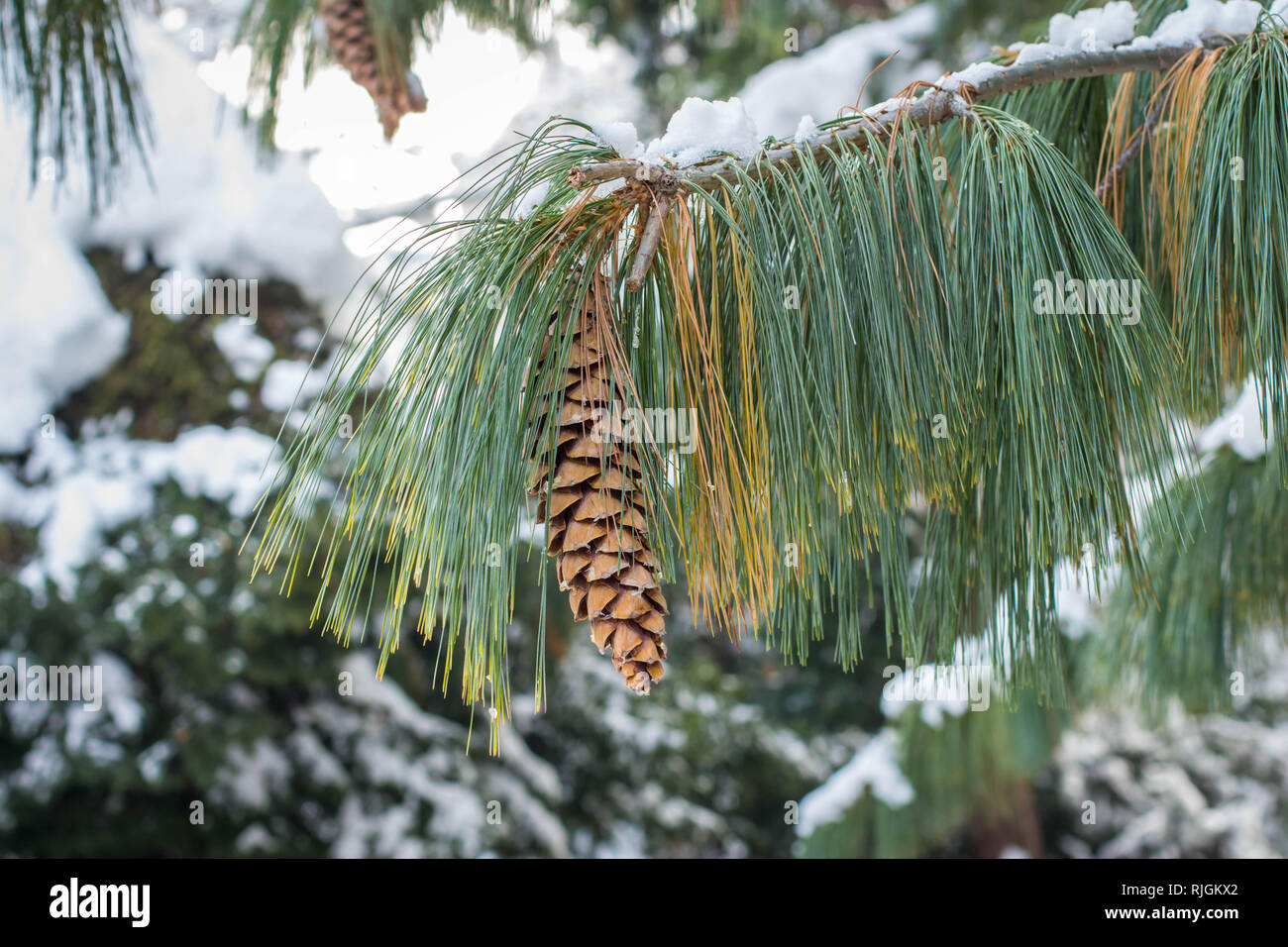 Bhutan pine pinus wallichiana hi-res stock photography and images - Alamy
