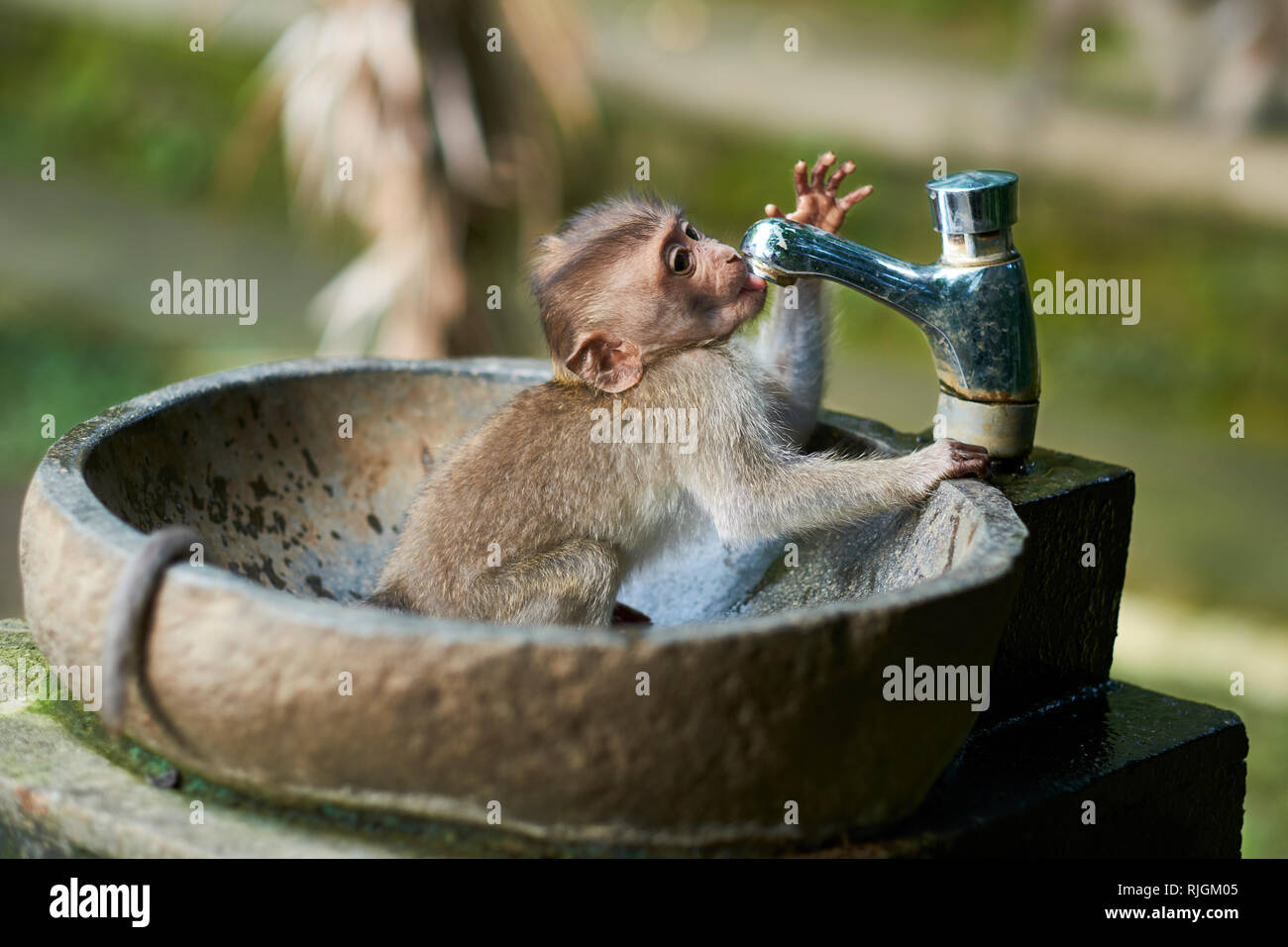 Macaque monkey drinking from water fountain in Bali Sacred Monkey ...