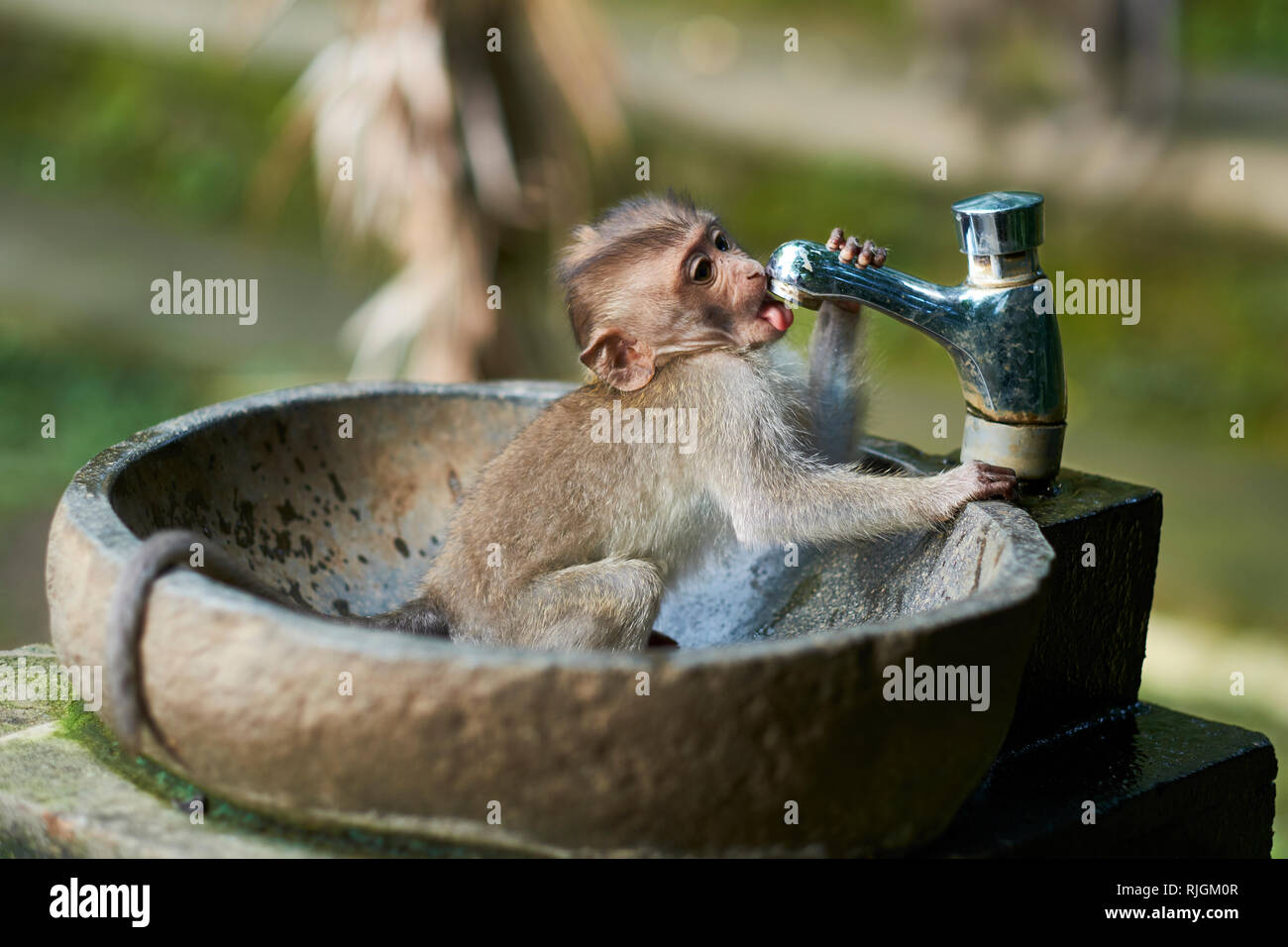 Ornate Drinking Water Fountain Stock Photos & Ornate Drinking Water ...