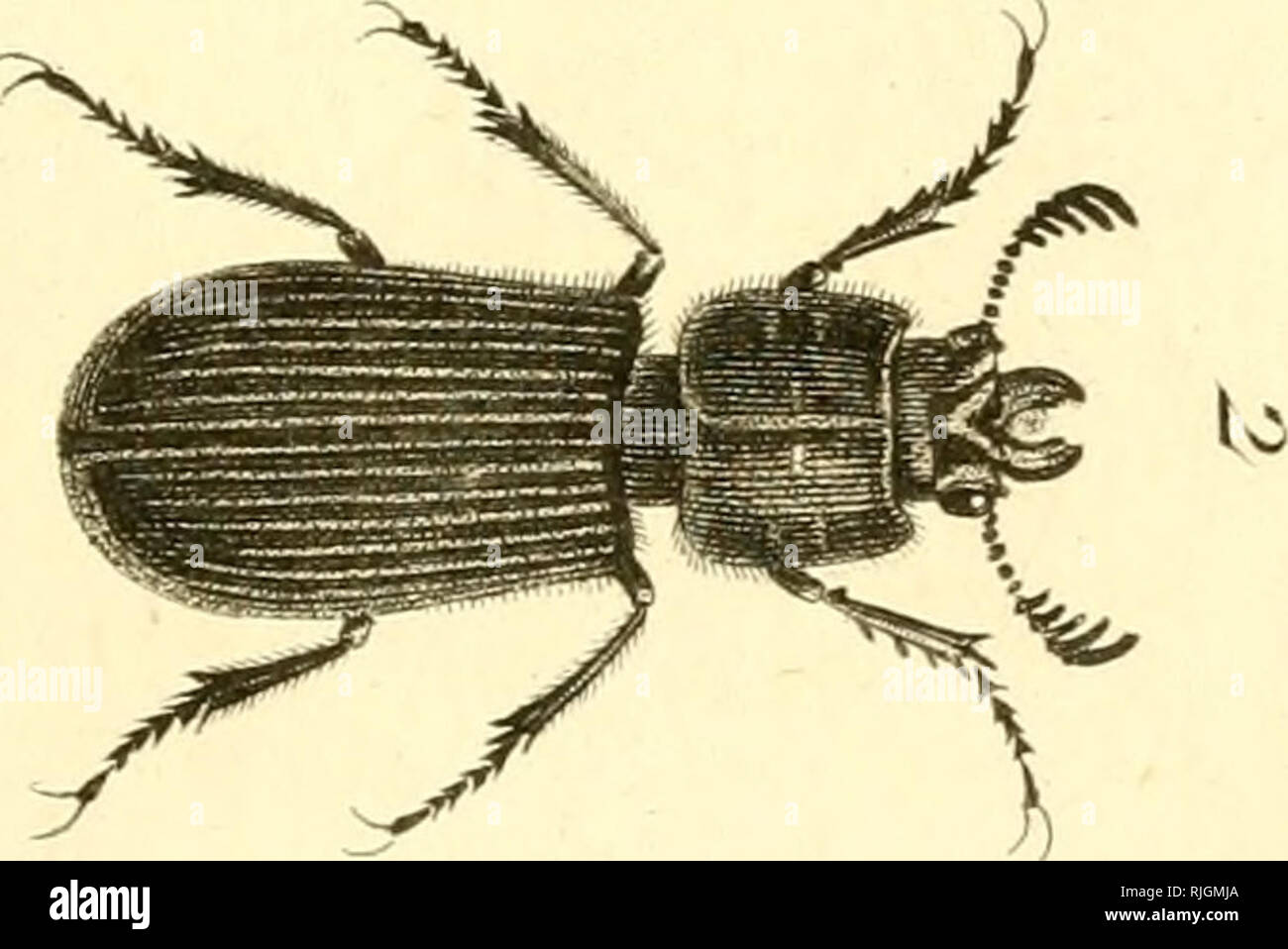. [Beetles]. Beetles; Chrysomelidae; Lucanidae; Bruchidae; Cantharidae ...