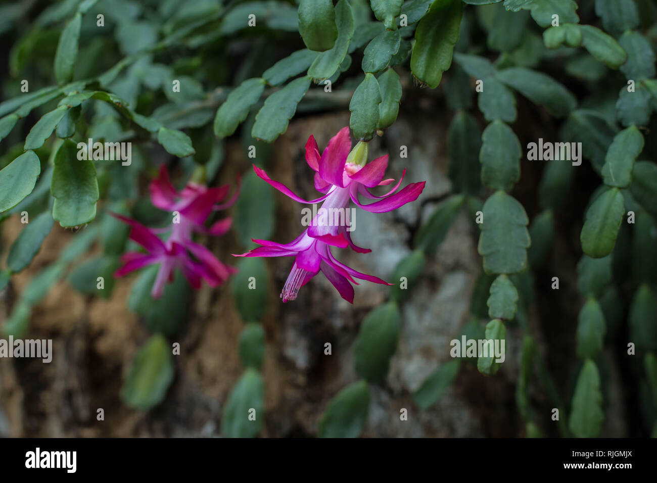 Pink flowers of Eastern cactus / Hatiora rosea Stock Photo - Alamy
