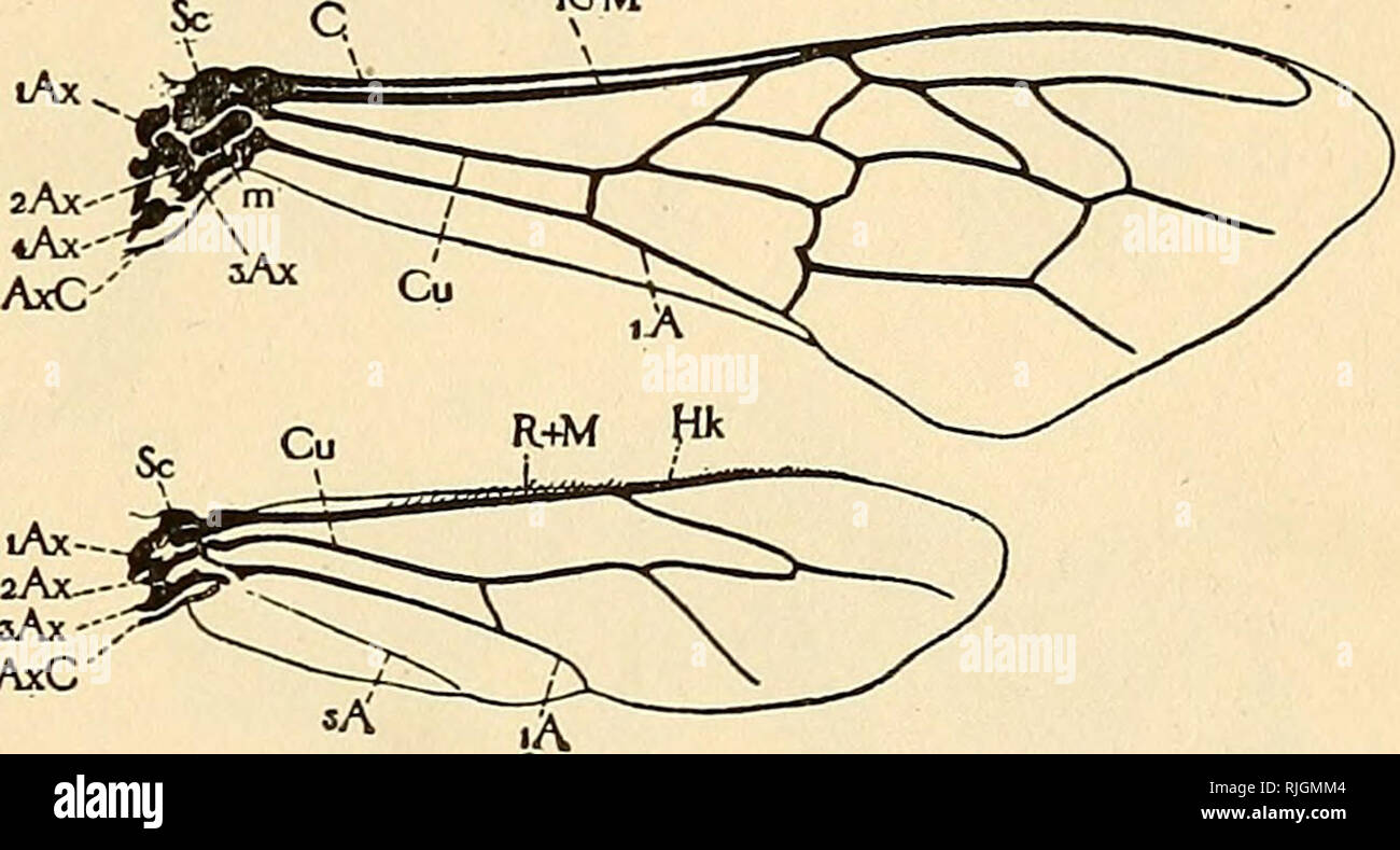 . Beekeeping; a discussion of the life of the honeybee and of the ...