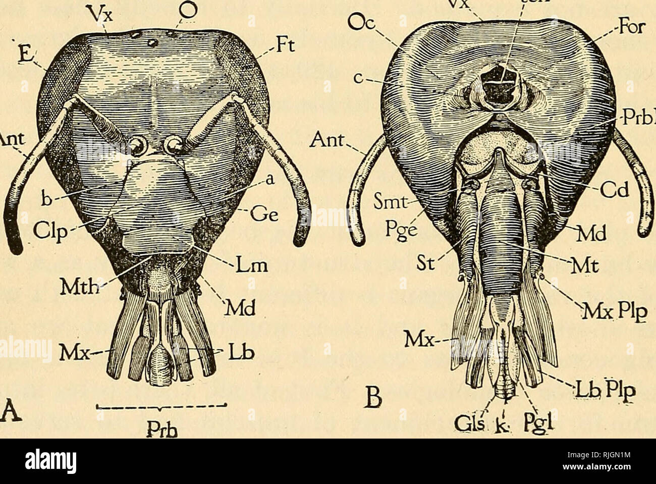 Reproductive functions hi-res stock photography and images - Alamy