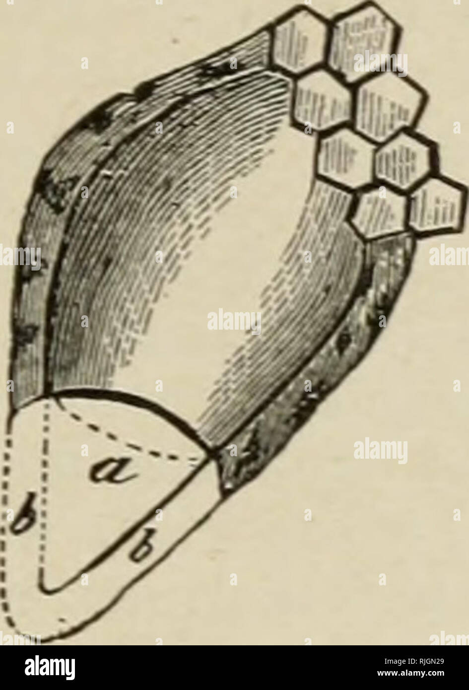 Convex young cap hi-res stock photography and images - Alamy