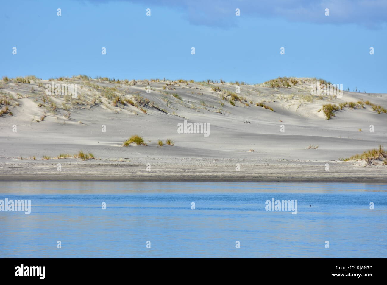 Layer of sand dune with patches of recovering native vegetation in ...