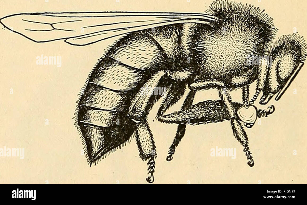 Honey bee first leg hi-res stock photography and images - Alamy