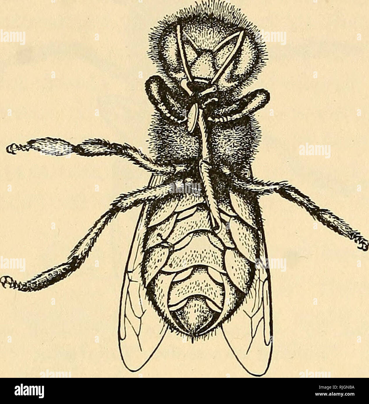. Beekeeping; a discussion of the life of the honeybee and of the ...