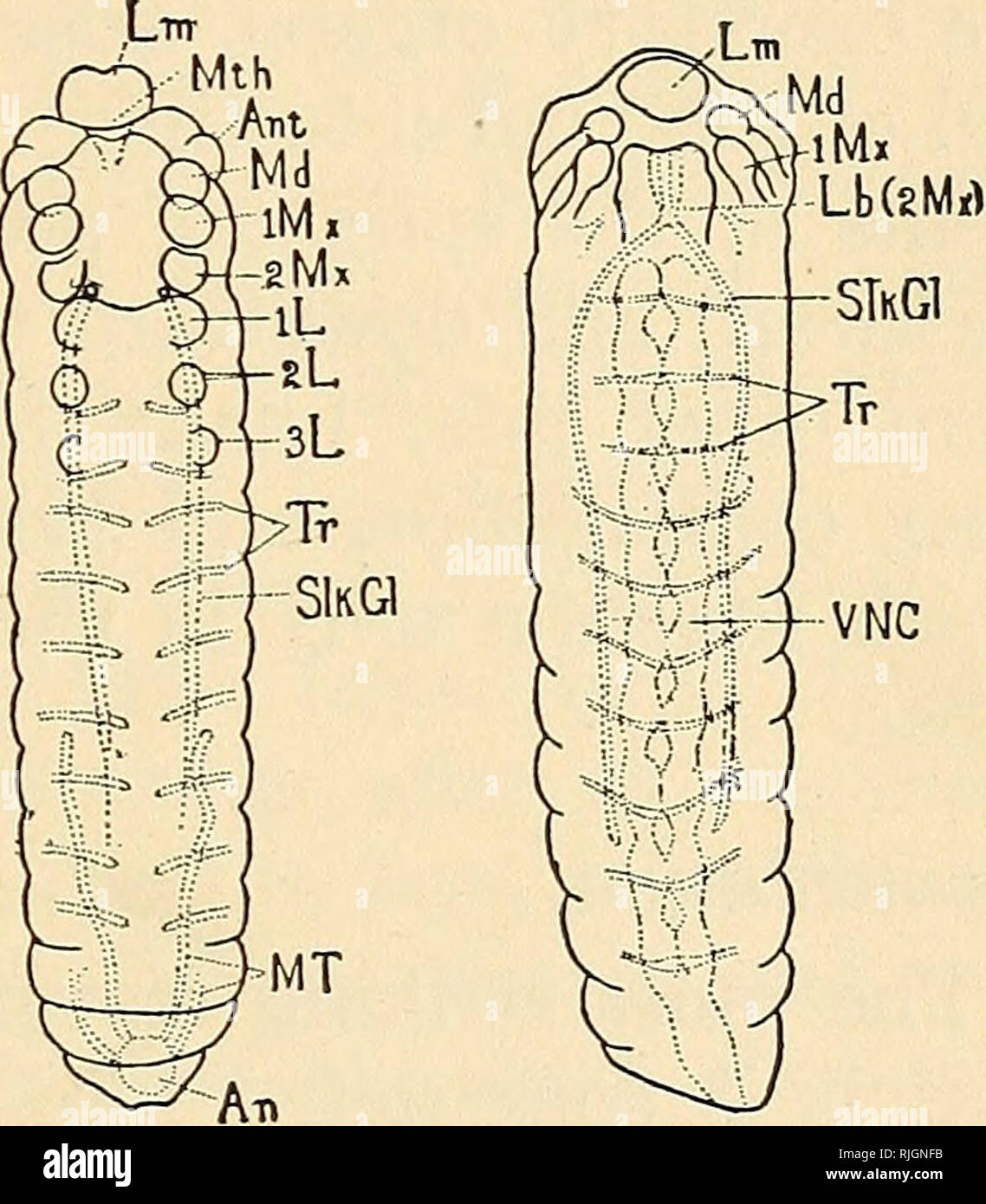 Stages of honey bee production hi-res stock photography and images - Alamy
