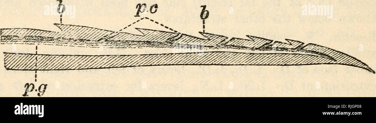 . Bees and wasps. Bees; Wasps. Fig. 19. Diagrammatic cross-section of a ...