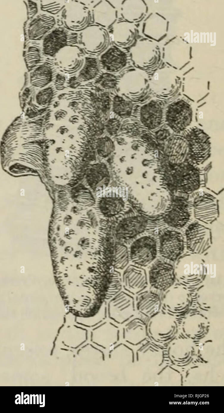 . Bees. Bee culture. Fig. 12.—The honey bee: o, Egg; b, young larva; c ...